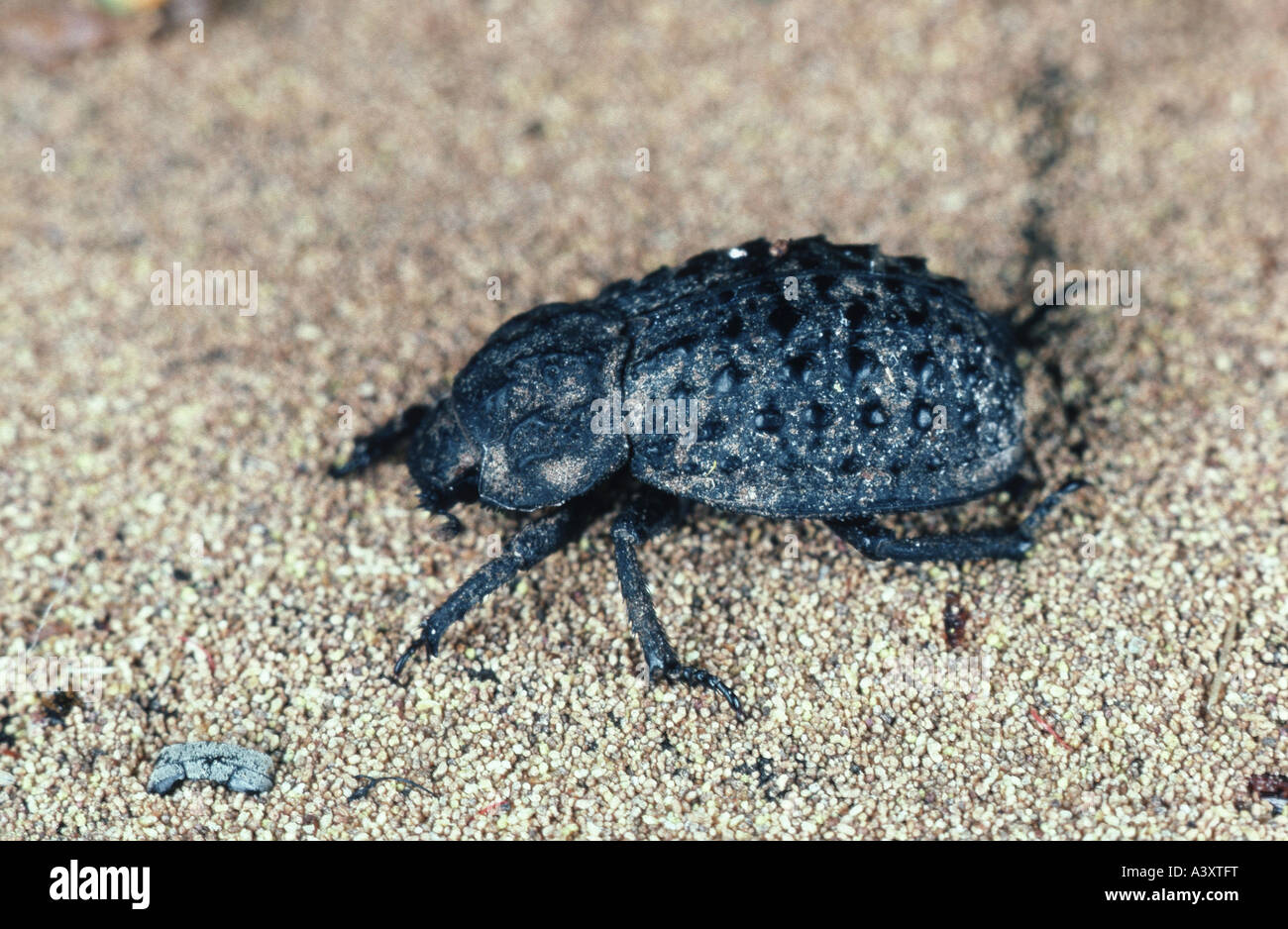 Hide beetles hi-res stock photography and images - Alamy