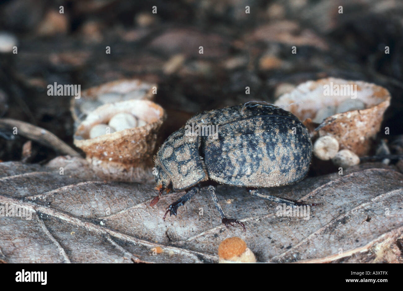 Hide beetles hi-res stock photography and images - Alamy