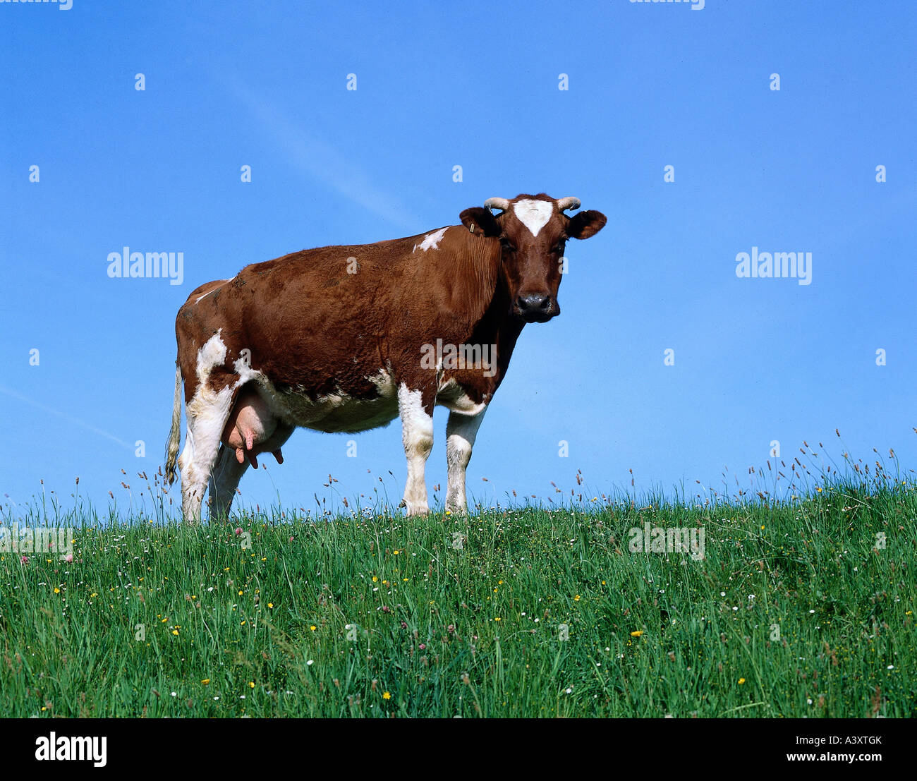 zoology / animals, mammal / mammalian, cattle, (Bos), cattle, (Bos ...