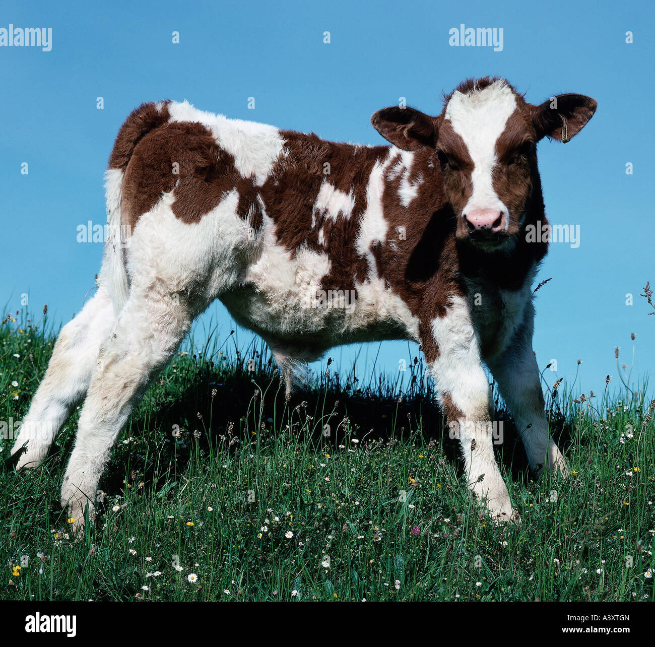 Red coloured cow on meadow hi-res stock photography and images - Alamy