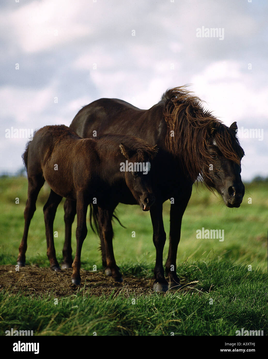 zoology / animals, mammal / mammalian, horses, (Equus), domestic horse ...