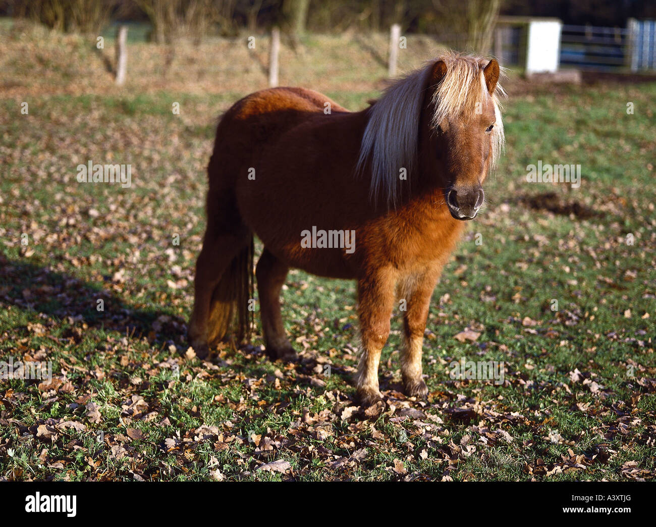 zoology / animals, mammal / mammalian, horses, (Equus), domestic horse ...