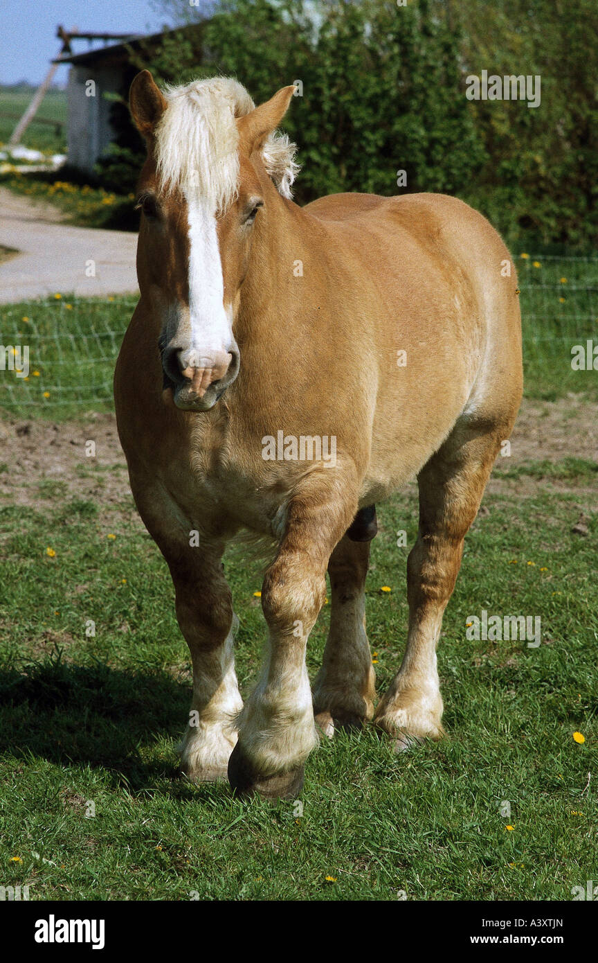 zoology / animals, mammal / mammalian, horses, (Equus), domestic horse ...