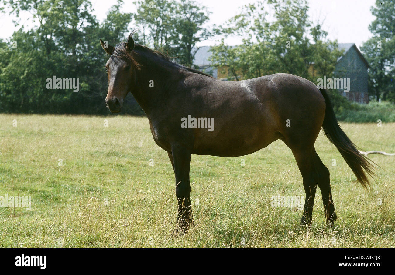 zoology / animals, mammal / mammalian, horses, (Equus), domestic horse ...