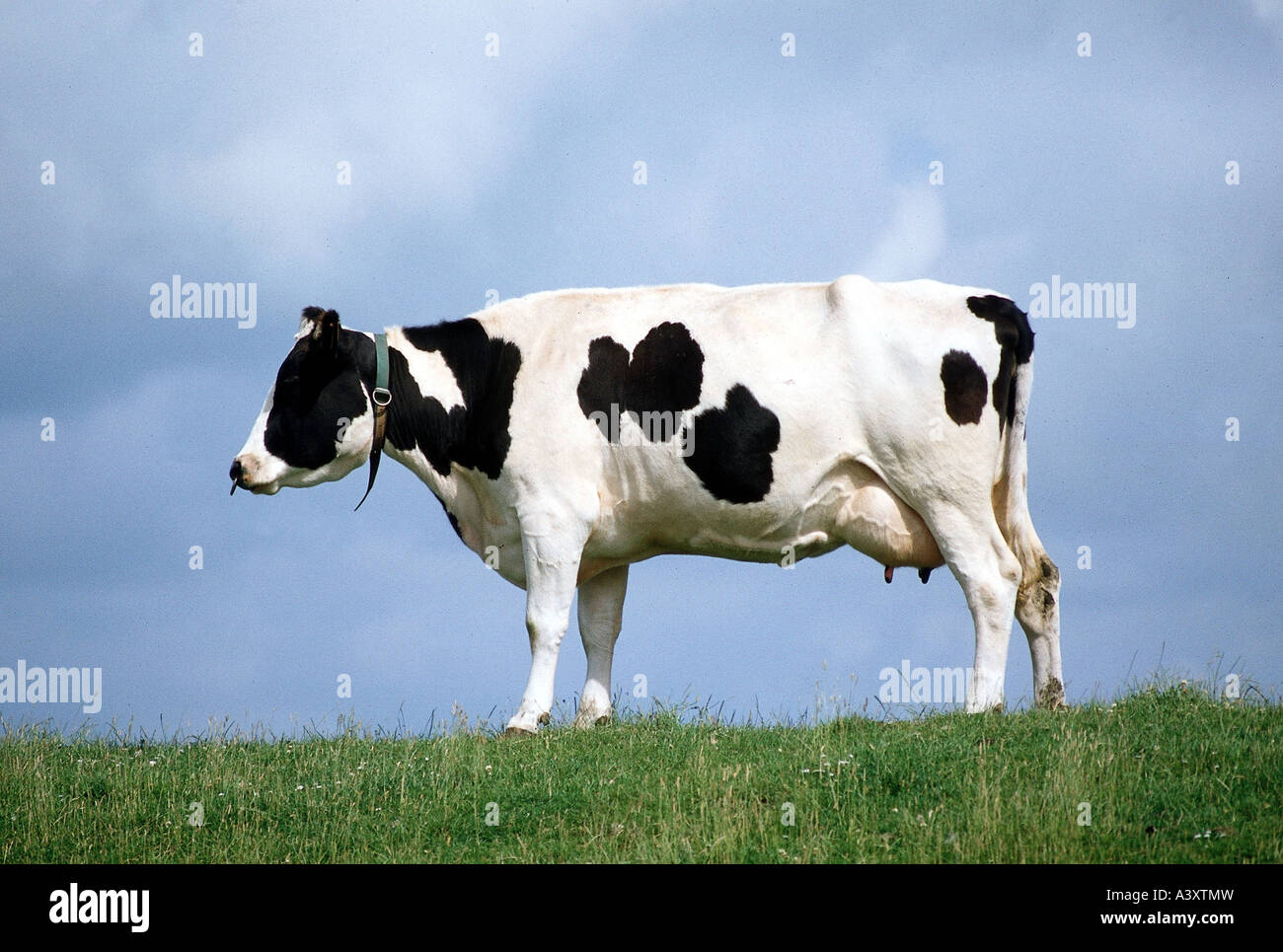zoology / animals, mammal / mammalian, cattle, (Bos), cattle, (Bos ...