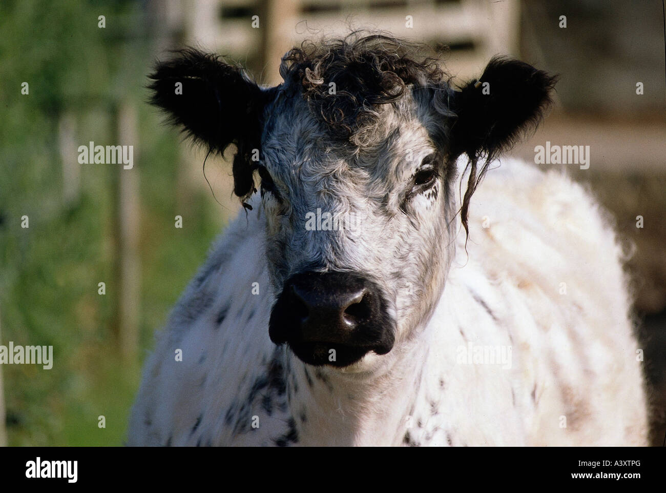 zoology / animals, mammal / mammalian, cattle, (Bos), domestic cattle ...