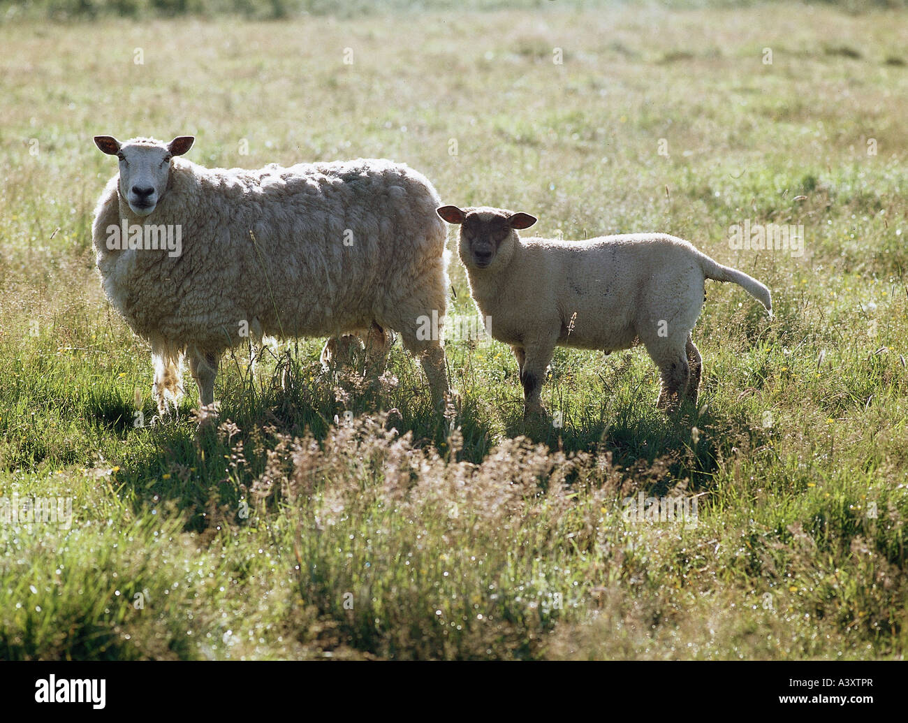 zoology / animals, mammal / mammalian, sheep, (Ovis), sheep and lamb on ...