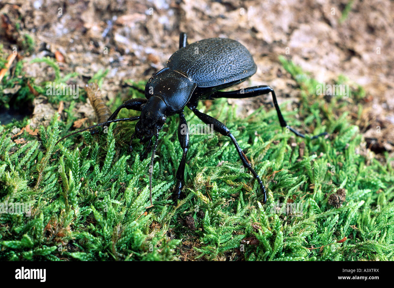 zoology / animals, insect, beetles, Violet Beetle, (Carabus violaceus ...