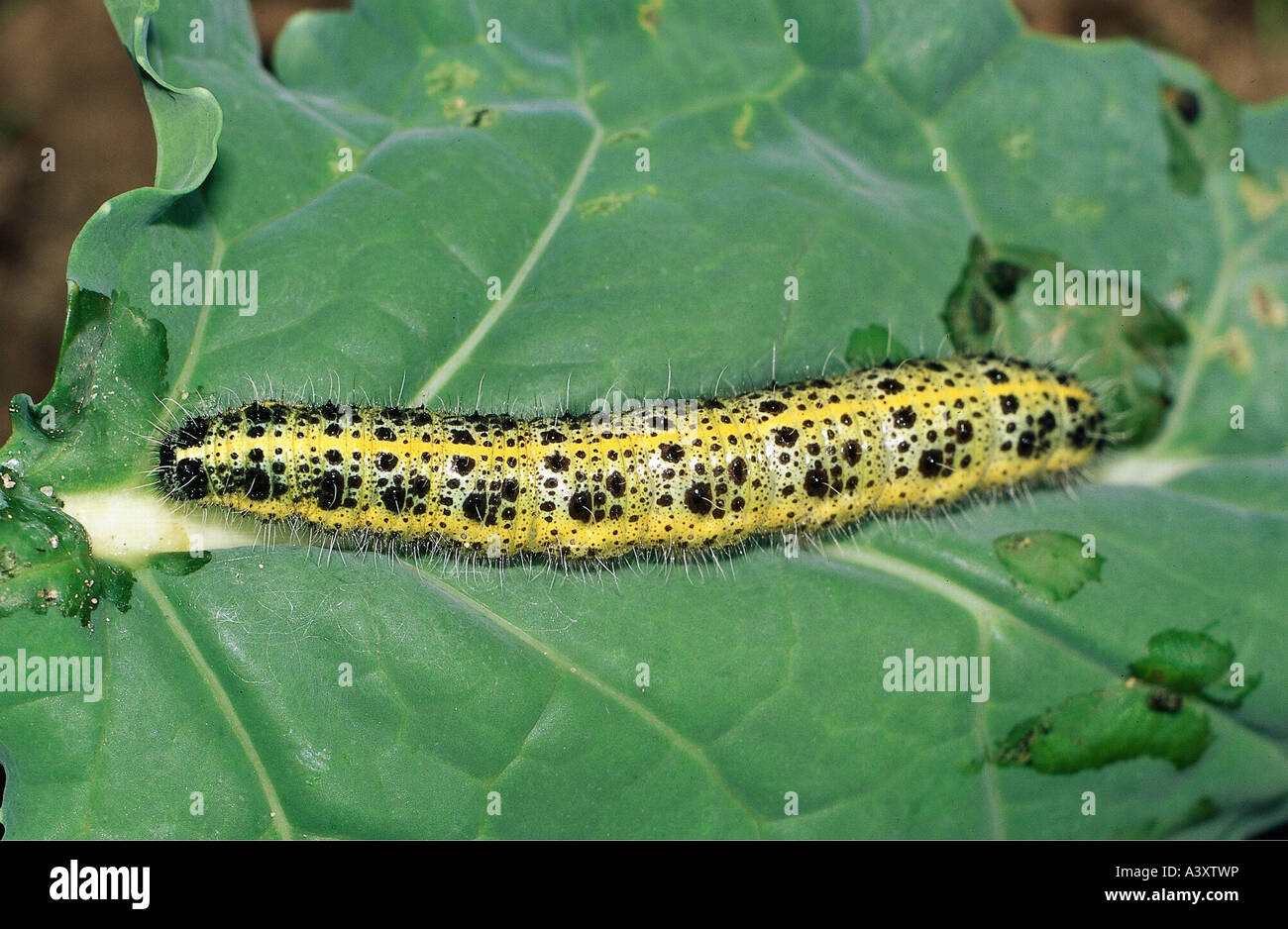 Himalaya insects hi-res stock photography and images - Alamy