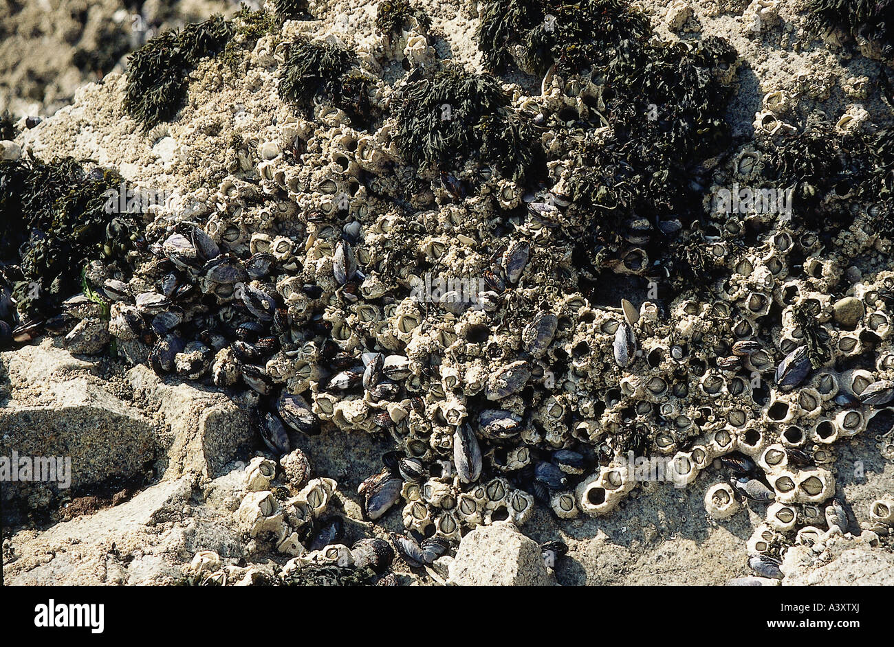 zoology / animals, cnidaria, Barnacle, Common Balanus, (Balanus ...