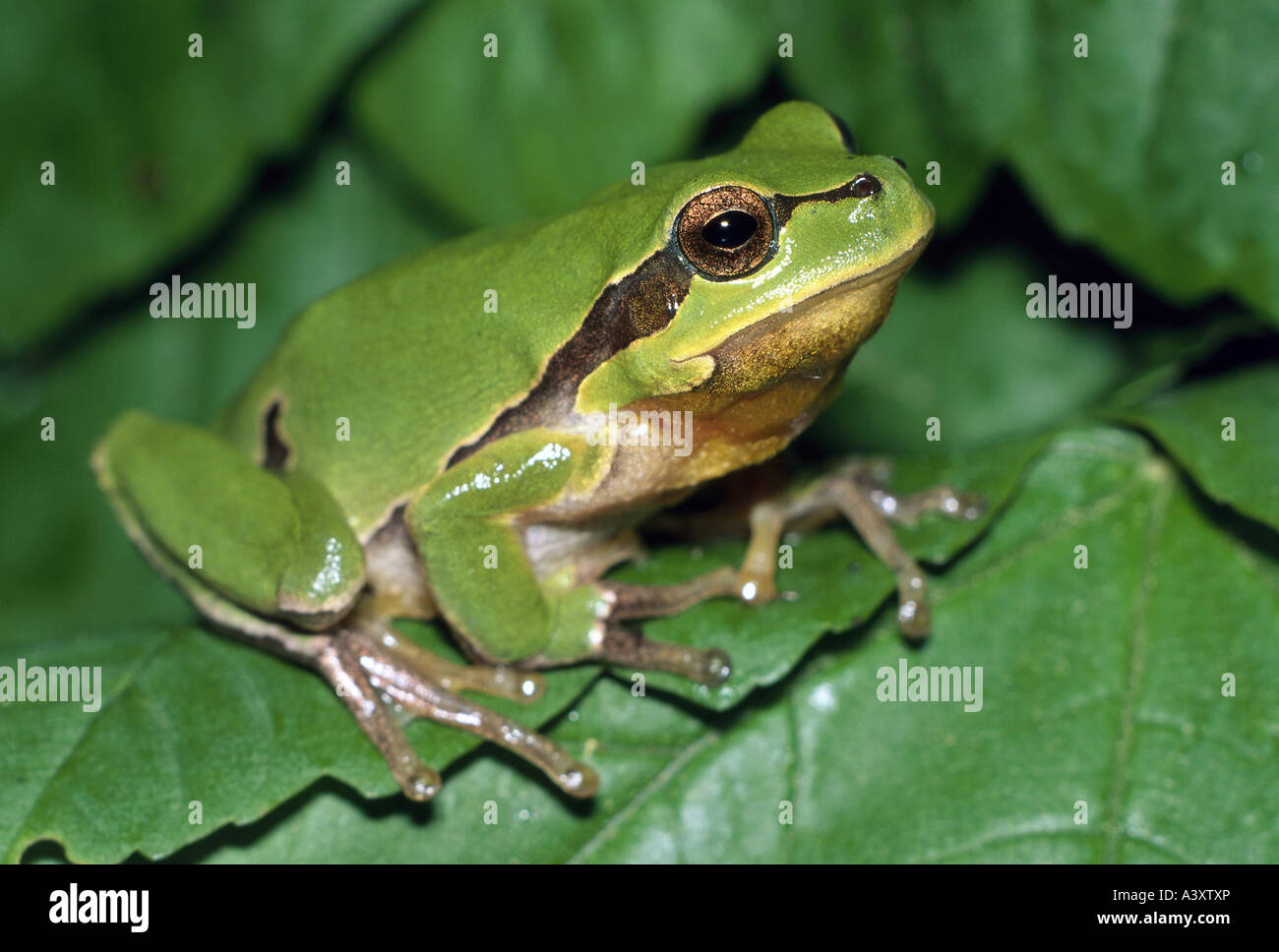 zoology / animals, ambhibian, frogs, tree frog, European Tree Frog ...
