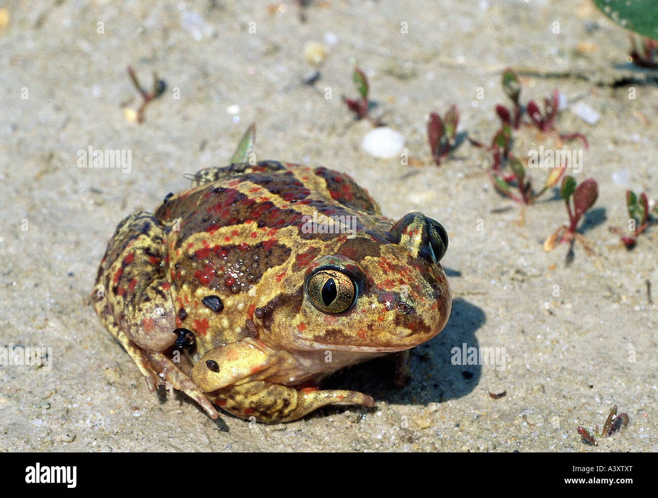 zoology / animals, amphibian, toads, Common Spadefoot, (Pelobates ...