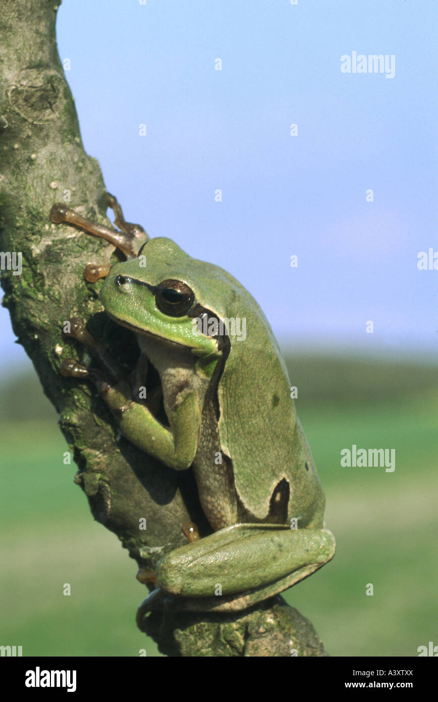 zoology / animals, ambhibian, frogs, tree frog, European Tree Frog ...