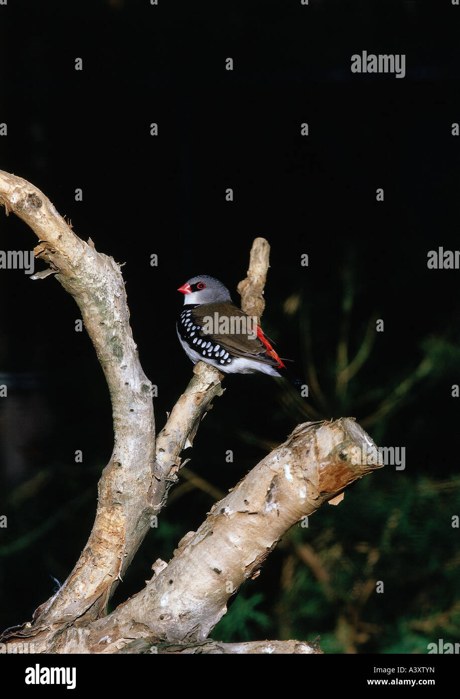 zoology / animals, avian / birds, Diamond Firetail, (Stagonopleura ...