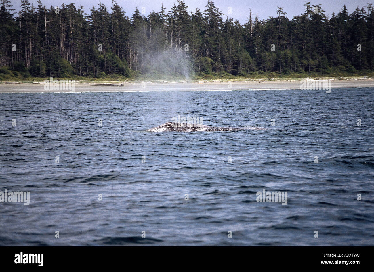 Humpback whale megaptera novae angliae hi-res stock photography and ...