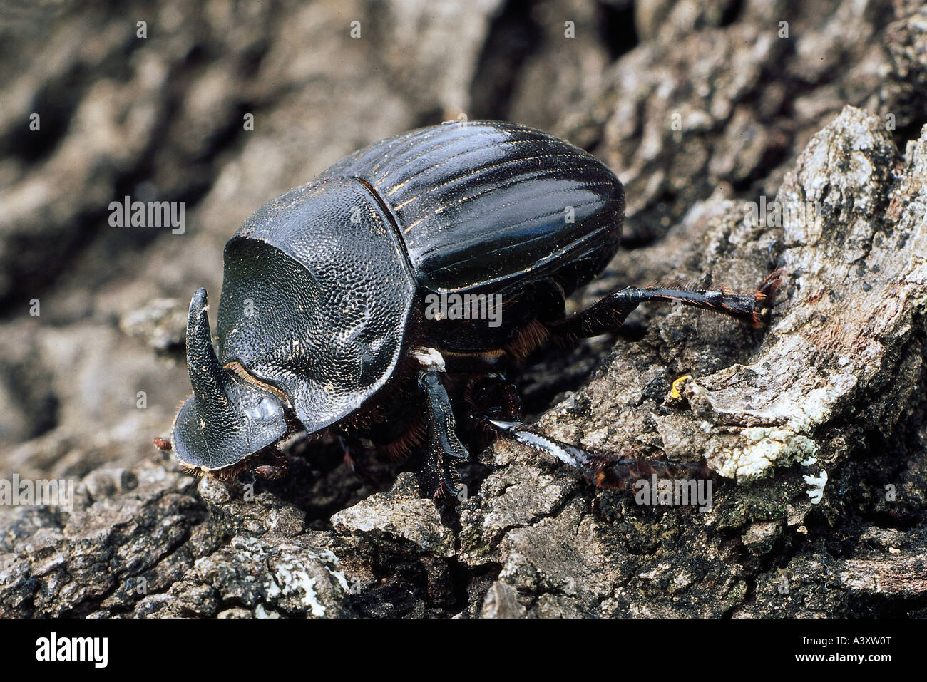 zoology / animals, insect, beetles, Rhinoceros Beetle, (Copris lunaris ...