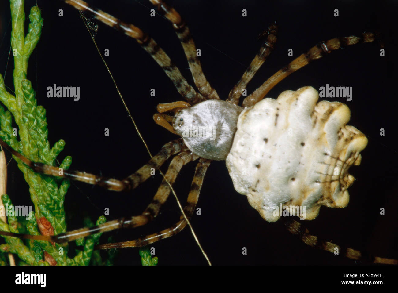 zoology / animals, arachnid, spiders, Argiope lobata, close-up ...