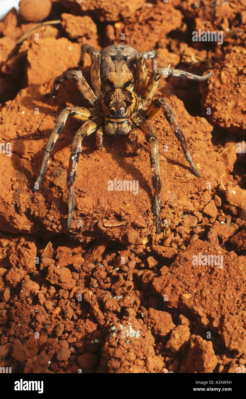 zoology / animals, arachnid, spiders, Tarantula, Geolycosa, male spider ...