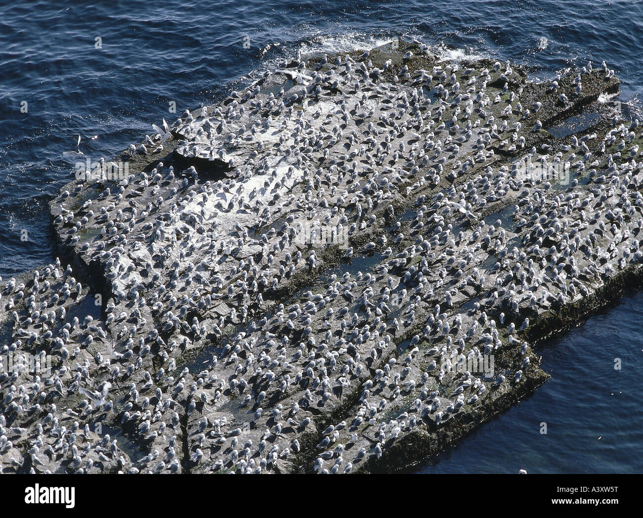 zoology / animals, avian / birds, gull colony on rock in sea, Saint ...