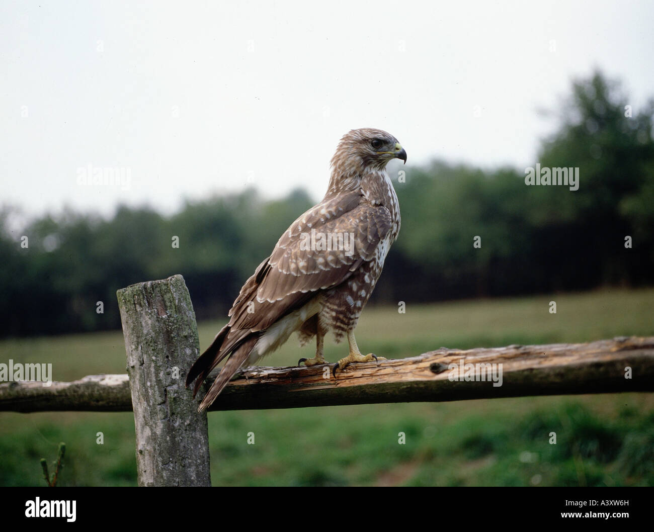 zoology / animals, avian / birds, Common Buzzard, (Buteo buteo ...