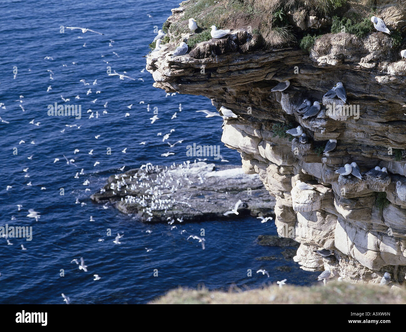 zoology / animals, avian / birds, gull colony on rock in sea, Saint ...