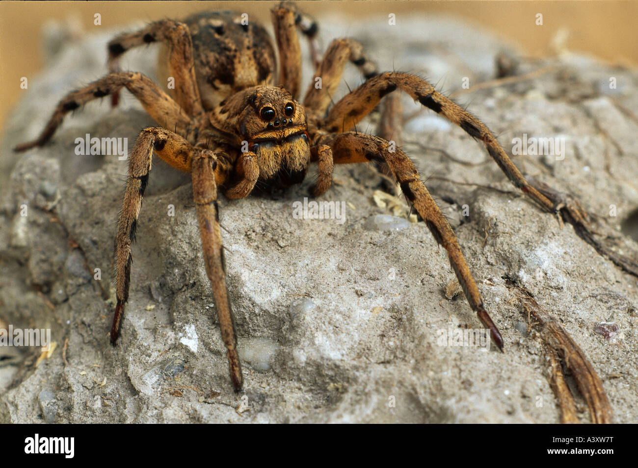 zoology / animals, arachnid, spiders, Tarantula, Geolycosa, spider on ...
