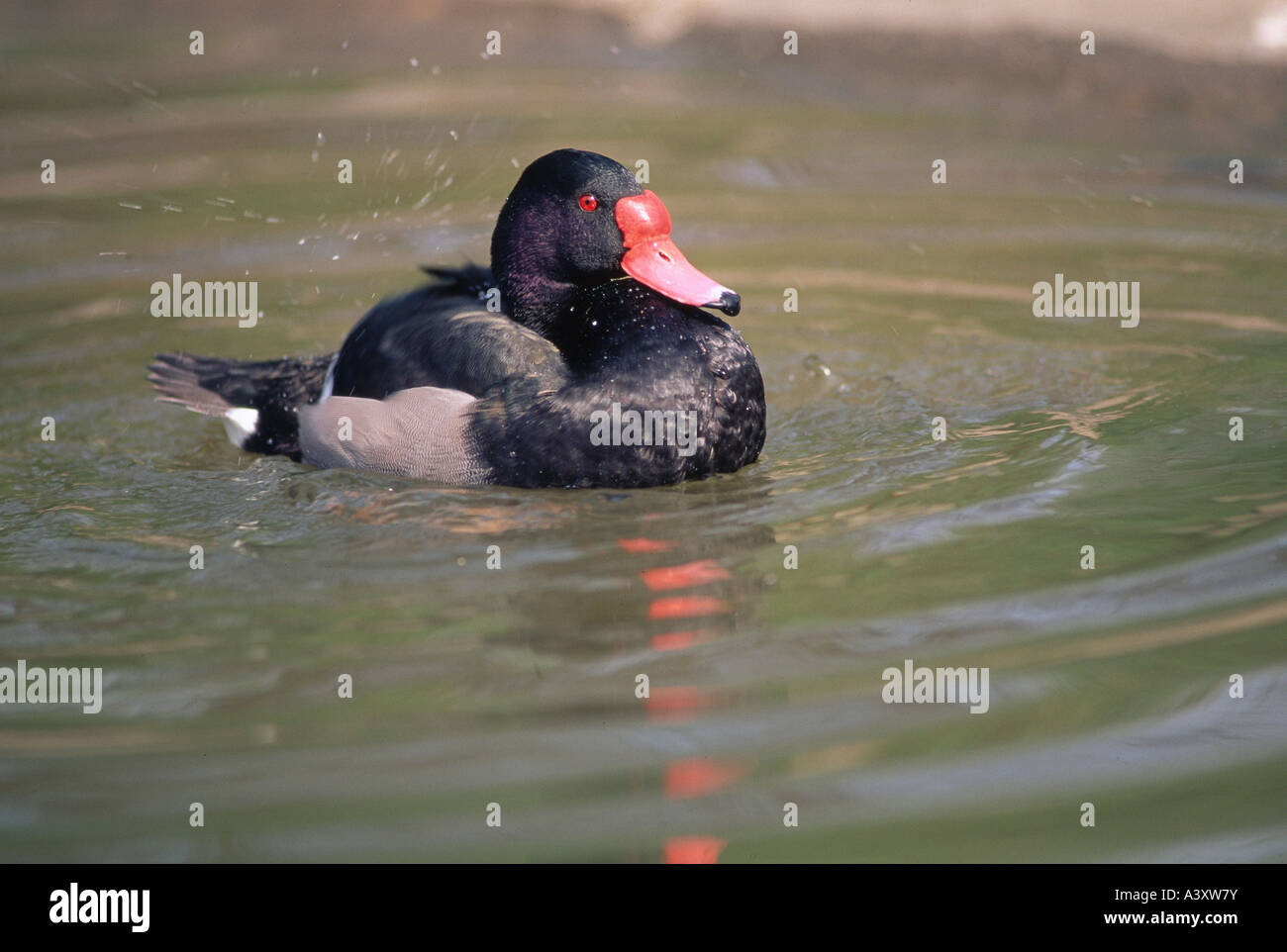 zoology / animals, avian / bird, Rosybill Pochard, (Netta peposaca ...