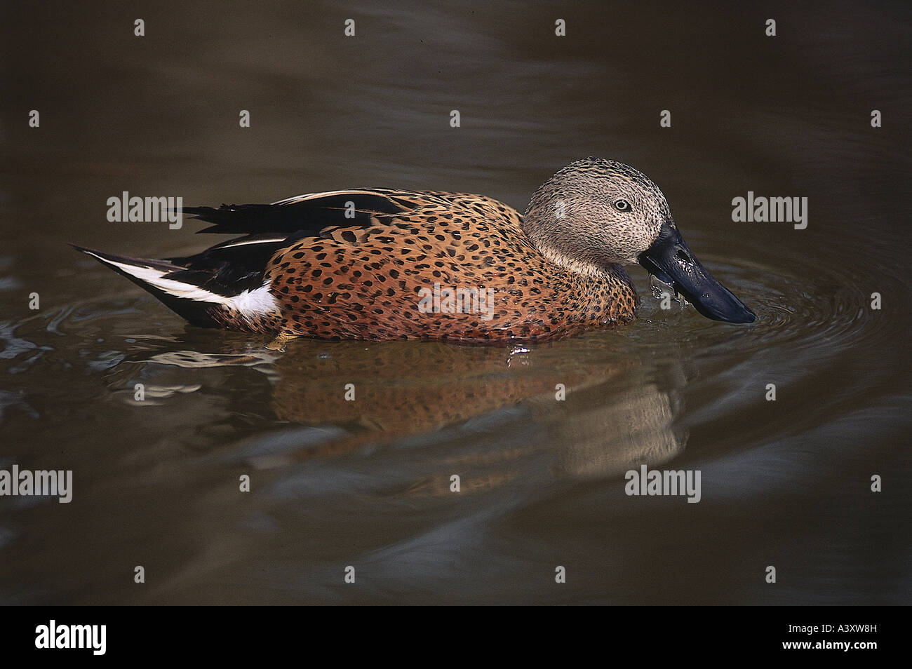zoology / animals, avian / bird, Red Shoveler, (Anas platalea ...
