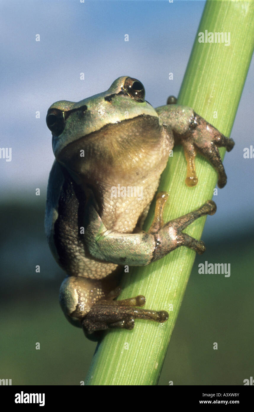 Clear Reed Tree Frog