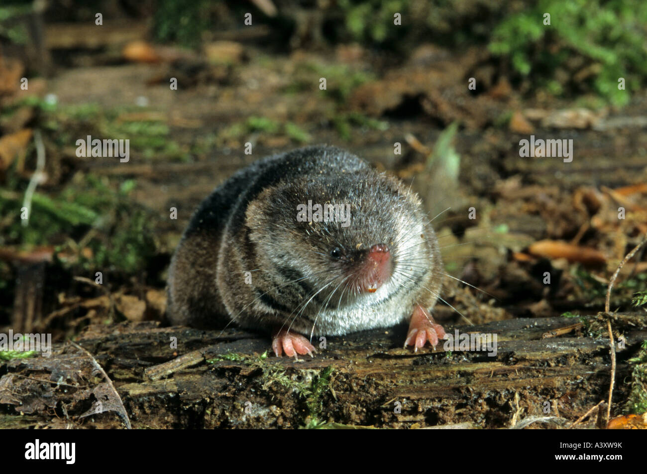 common shrew, Eurasian common shrew (Sorex araneus), on rotten wood ...