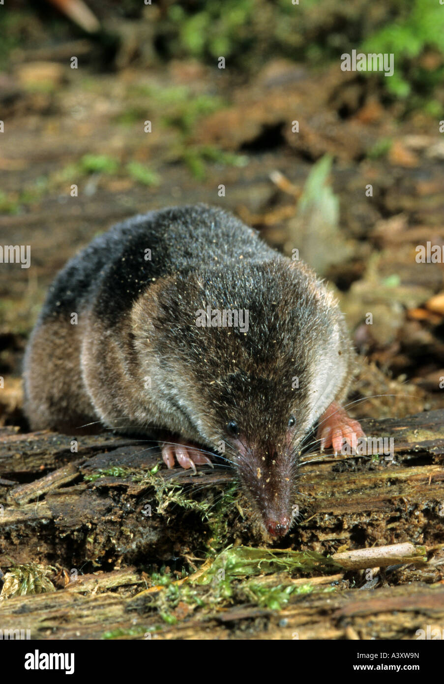common shrew, Eurasian common shrew (Sorex araneus), on rotten wood ...