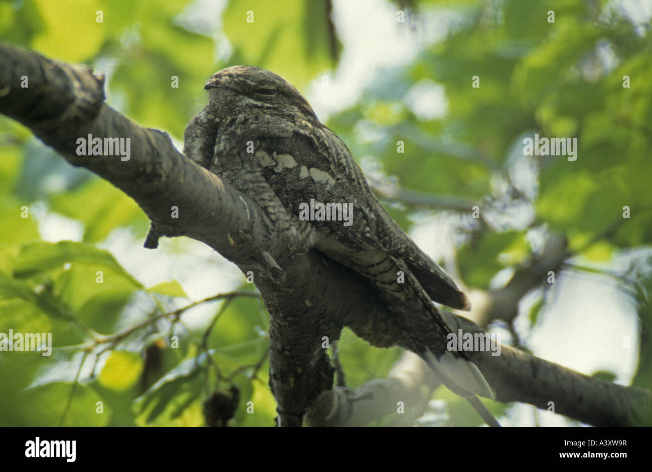 European nightjar (Caprimulgus europaeus), sitting on a branch Stock ...