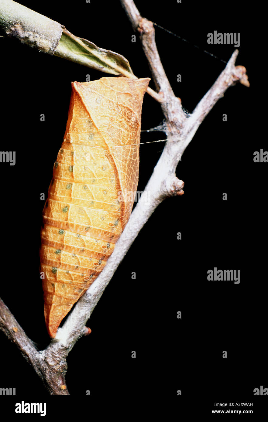 zoology / animals, insect, butterflies, Swallowtail, (Papilio machaon ...