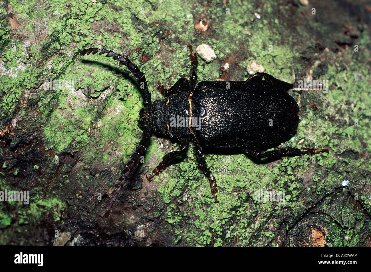 zoology / animals, insect, beetles, Sawing support beetle, (Prionus ...