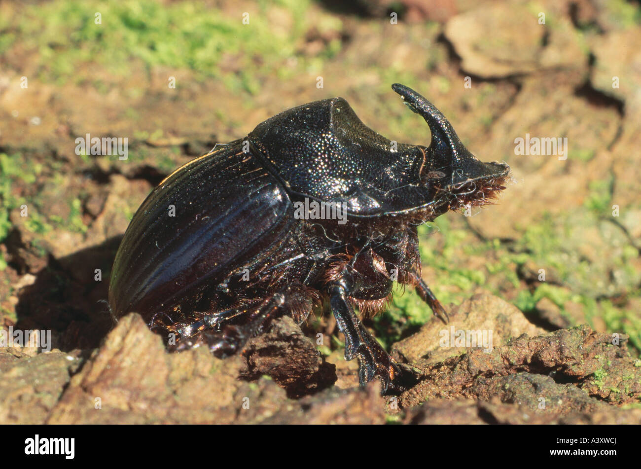 zoology / animals, insect, beetles, Rhinoceros Beetle, (Copris lunaris ...
