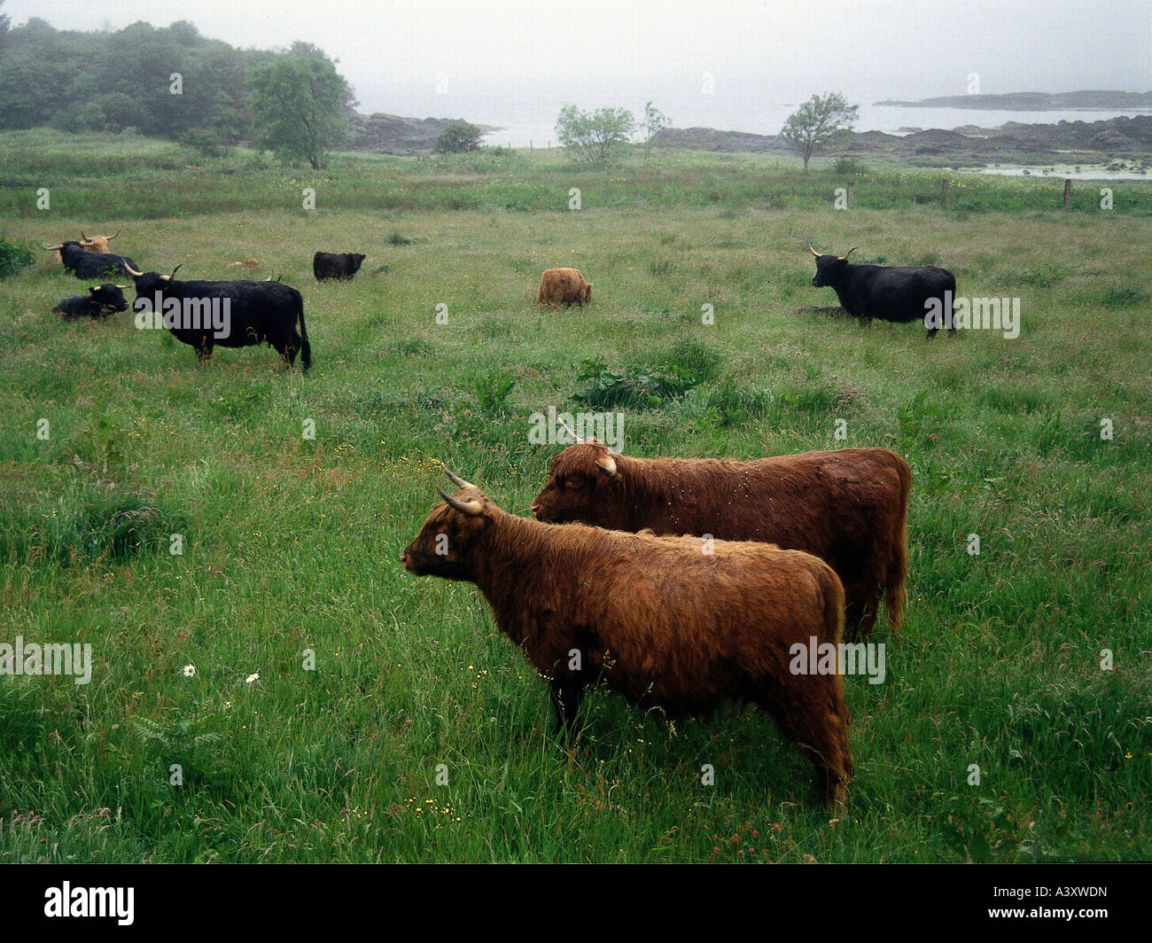 zoology / animals, mammal / mammalian, cattle, (Bos), cattle, (Bos ...