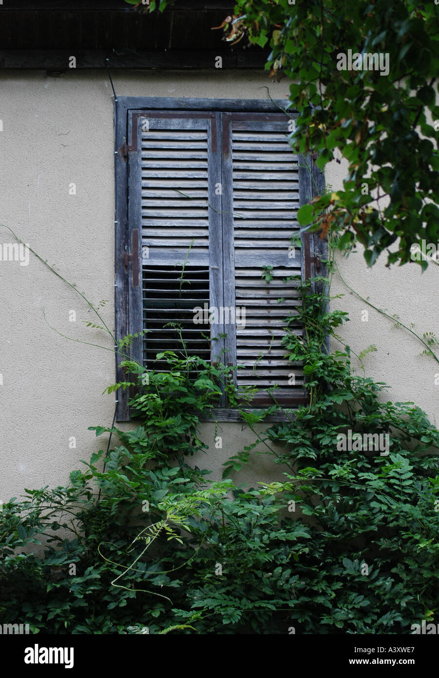french slatted wooden window shuttered against the rain Stock Photo - Alamy