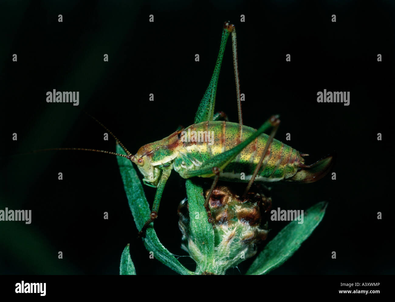 zoology / animals, insects, locusts, Common Green Grasshopper ...