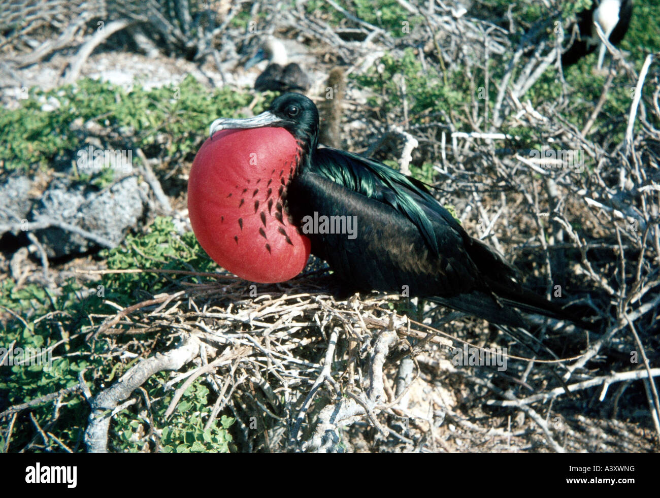 zoology / animals, avian / birds, Magnificent Frigatebird, (Fregata ...