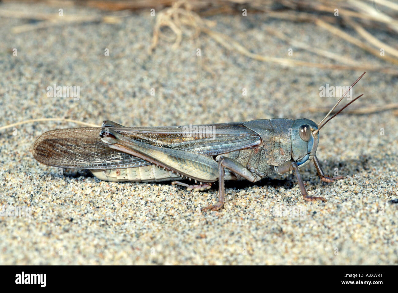Locusta migratoria migratoria hi-res stock photography and images - Alamy