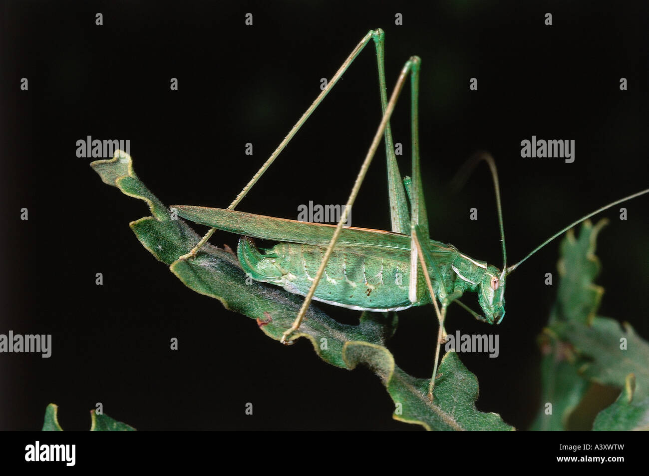 zoology / animals, insects, locusts, Sickle-bearing Bush-cricket ...
