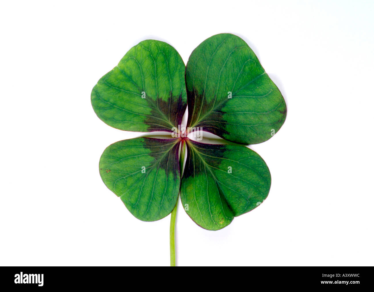 4 leaved Cut Out Stock Images & Pictures - Alamy