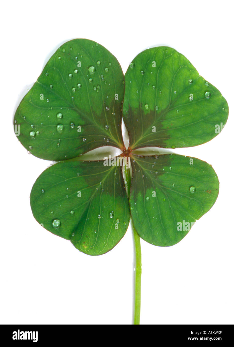 4 leaved shamrock Stock Photo - Alamy