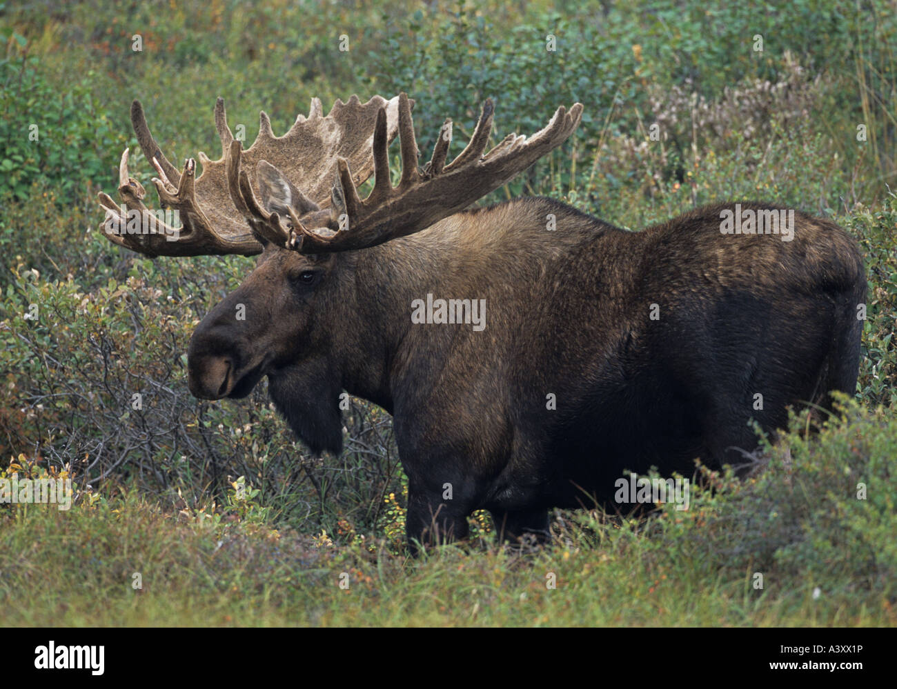 Alaska moose, Tundra moose, Yukon moose (Alces alces gigas), bull, USA ...