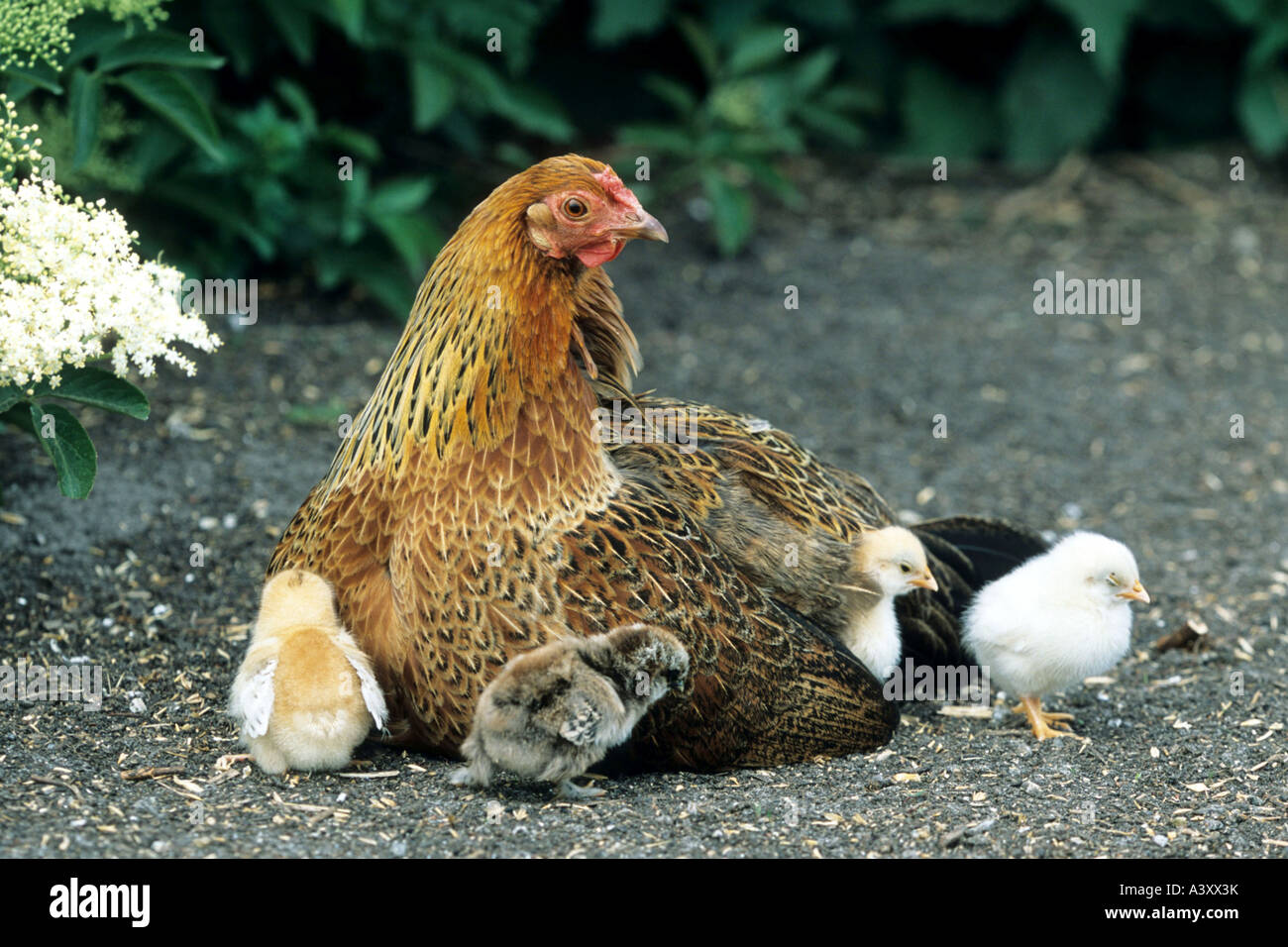 domestic fowl (Gallus gallus f. domestica), with chicks, Germany Stock ...