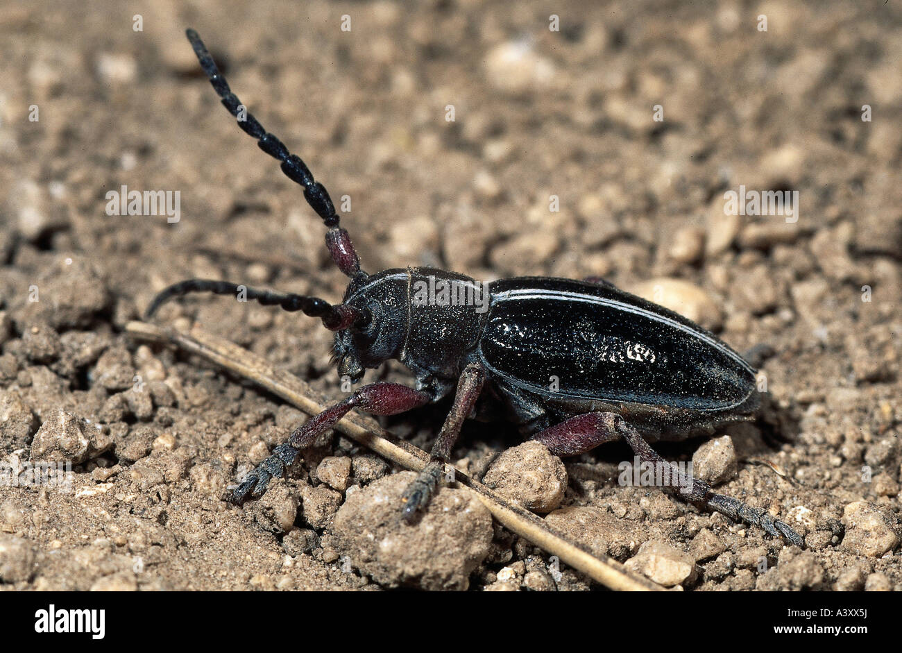 Ground beetles sand hi-res stock photography and images - Alamy