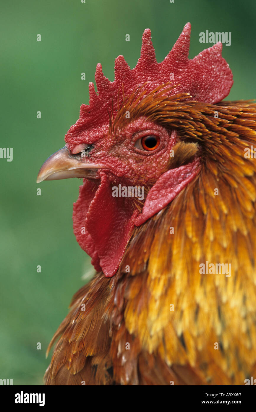 Brahma Chicken (Gallus gallus f. domestica), cock, Germany Stock Photo ...