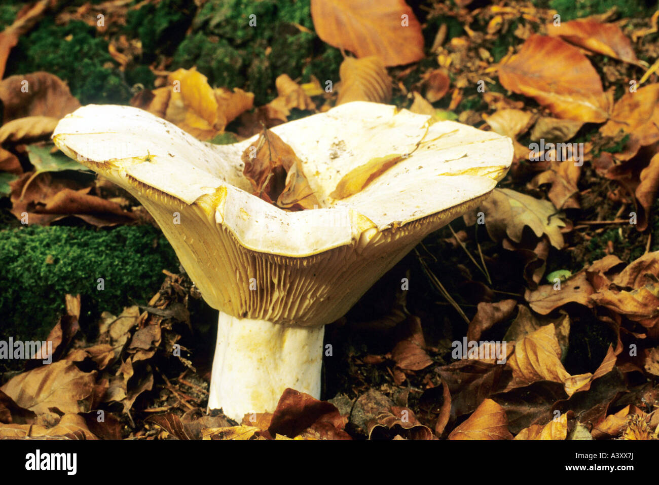 Clitocybe maxima hi-res stock photography and images - Alamy