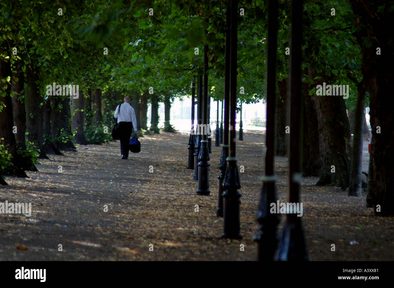 man walking under a avenue of trees with street lights Stock Photo - Alamy