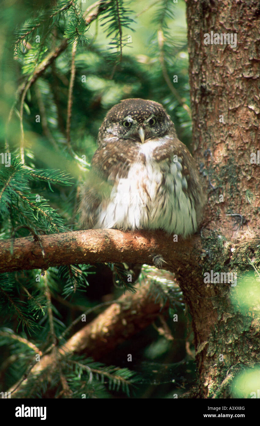 zoology / animals, avian / bird, Eurasia Pygmy Owl, (Glaucidium ...